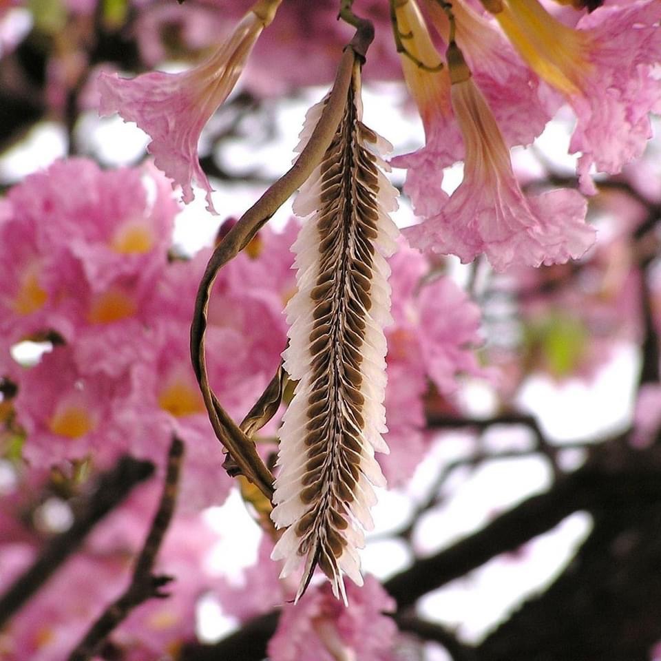 La hora del Roble Venezolano – Prensa sin censura