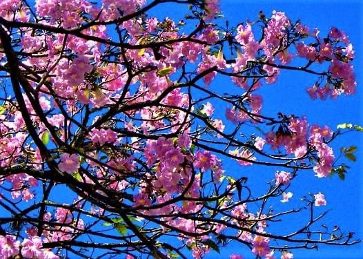 El ciclo de vida del Roble Blanco o Rosado – Prensa sin censura