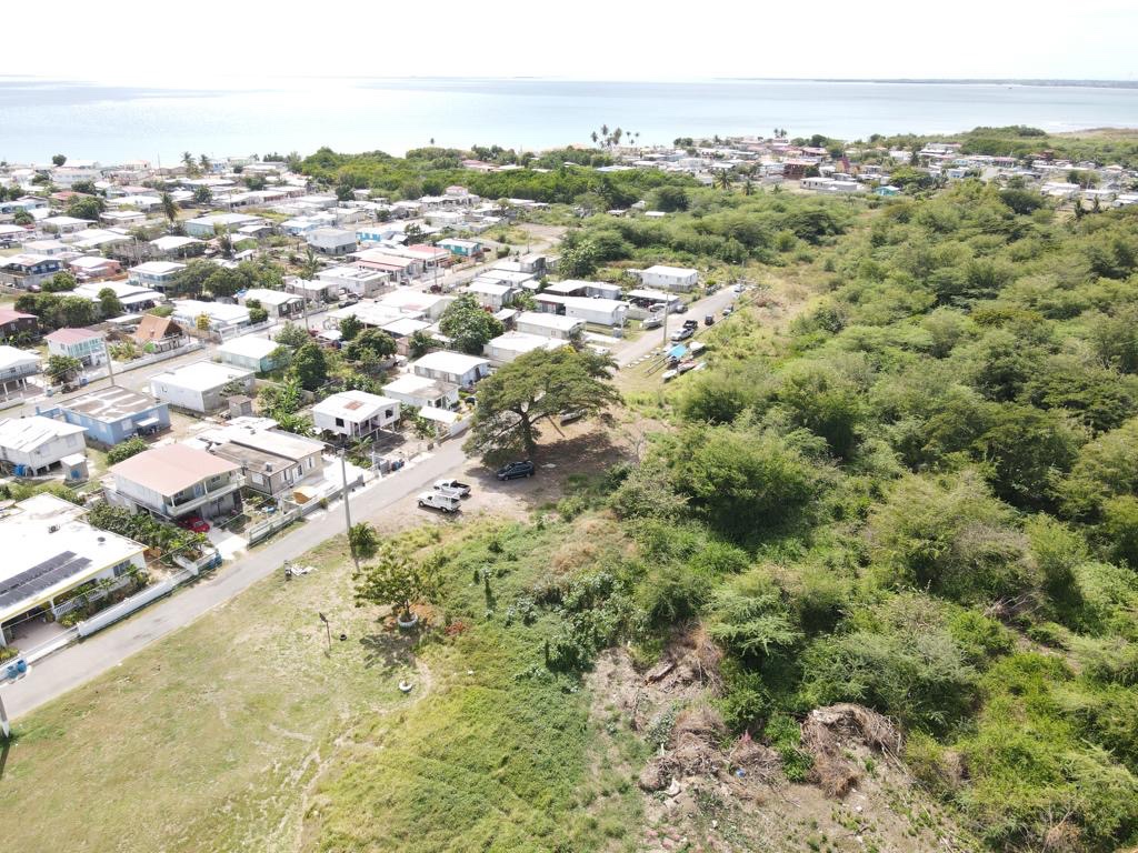 Fallas en la otorgación de permiso de tala de árboles endosada por DRNA ...