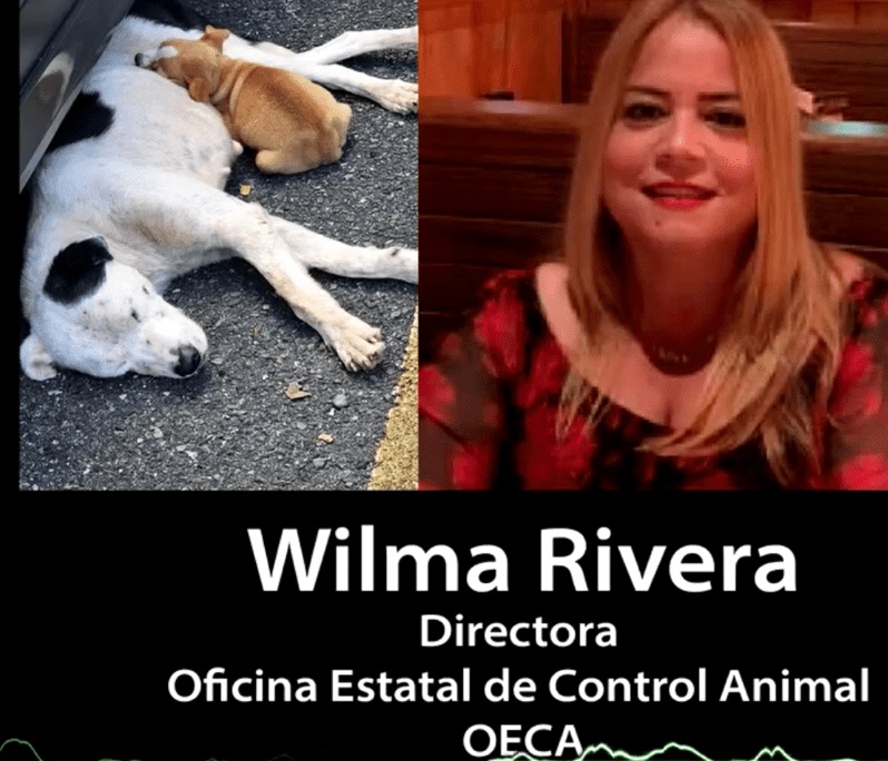 Otro escándalo: la Oficina de Control Animal ‘opera’ sin presupuesto ...