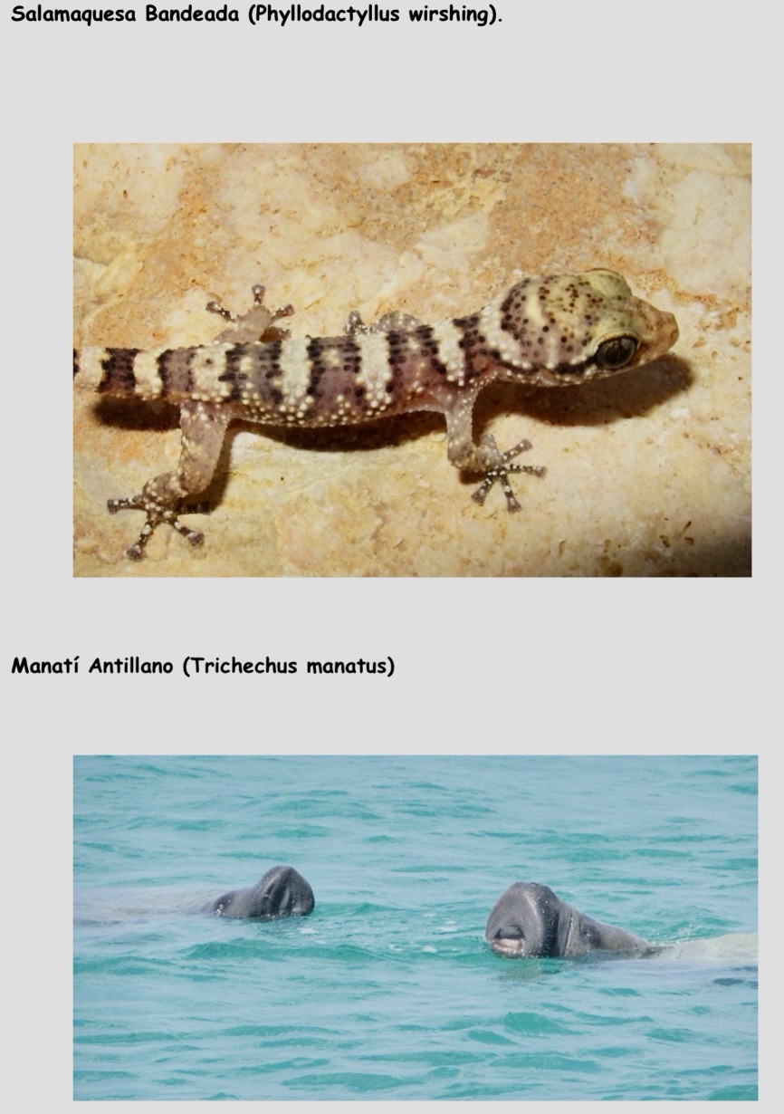 Esencia impactará la biodiversidad y vida silvestre de Cabo Rojo ...